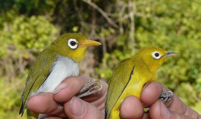 Scientists discover two new bird species Scientists discover two new bird species