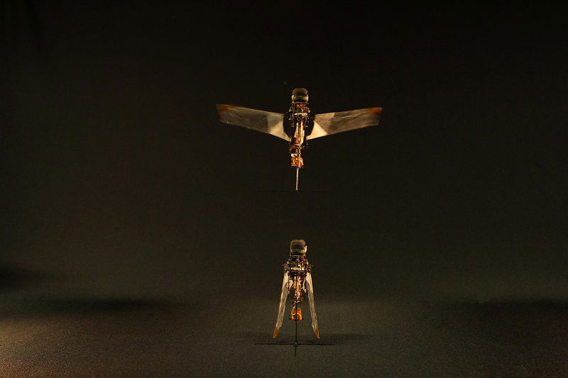 This beetle-inspired robot achieves improved flight with passive wing mechanisms