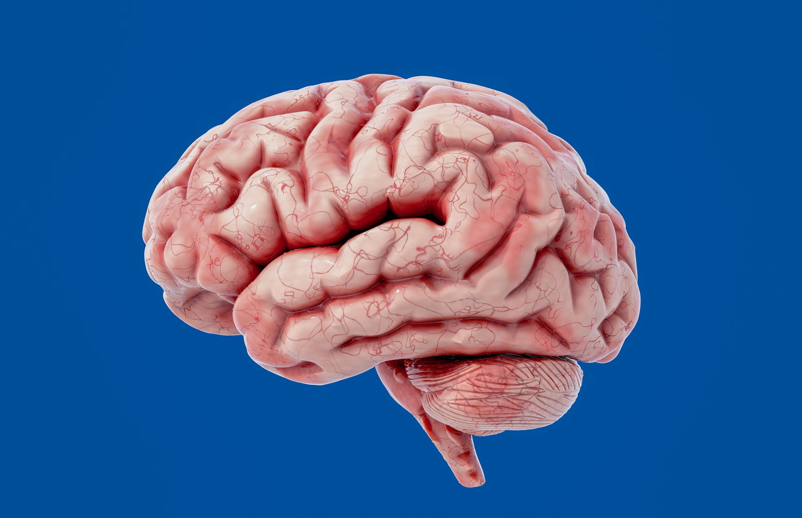Why the human brain develops more slowly than other primates